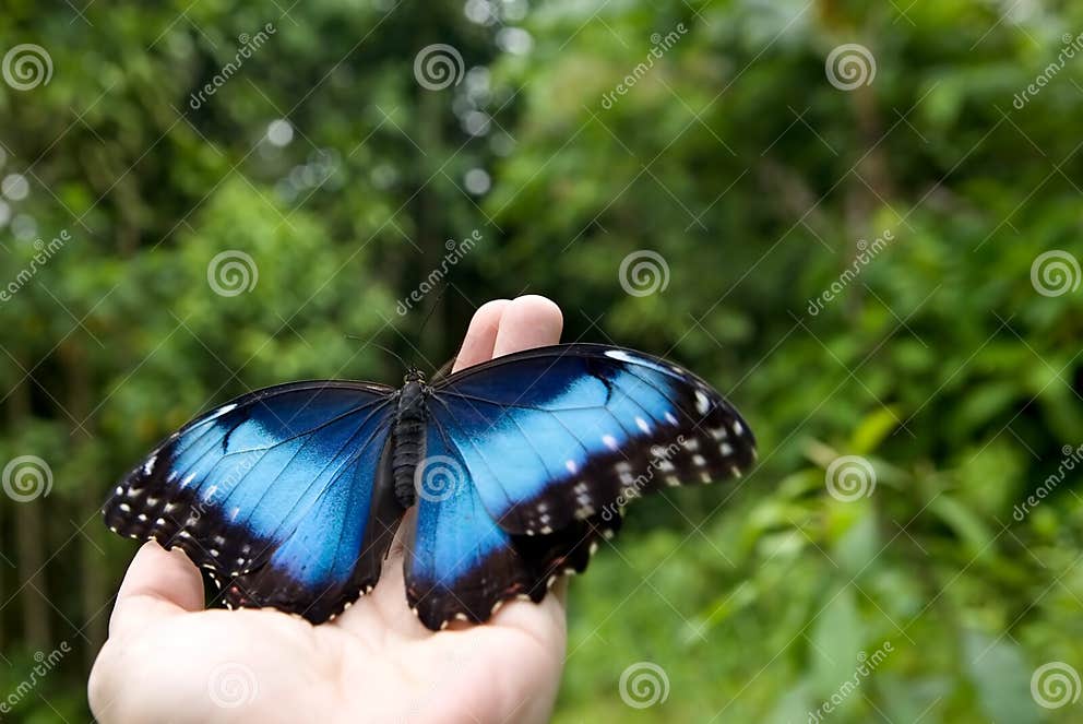 Blue Morpho stock photo. Image of morpho, hand, nature - 15272902