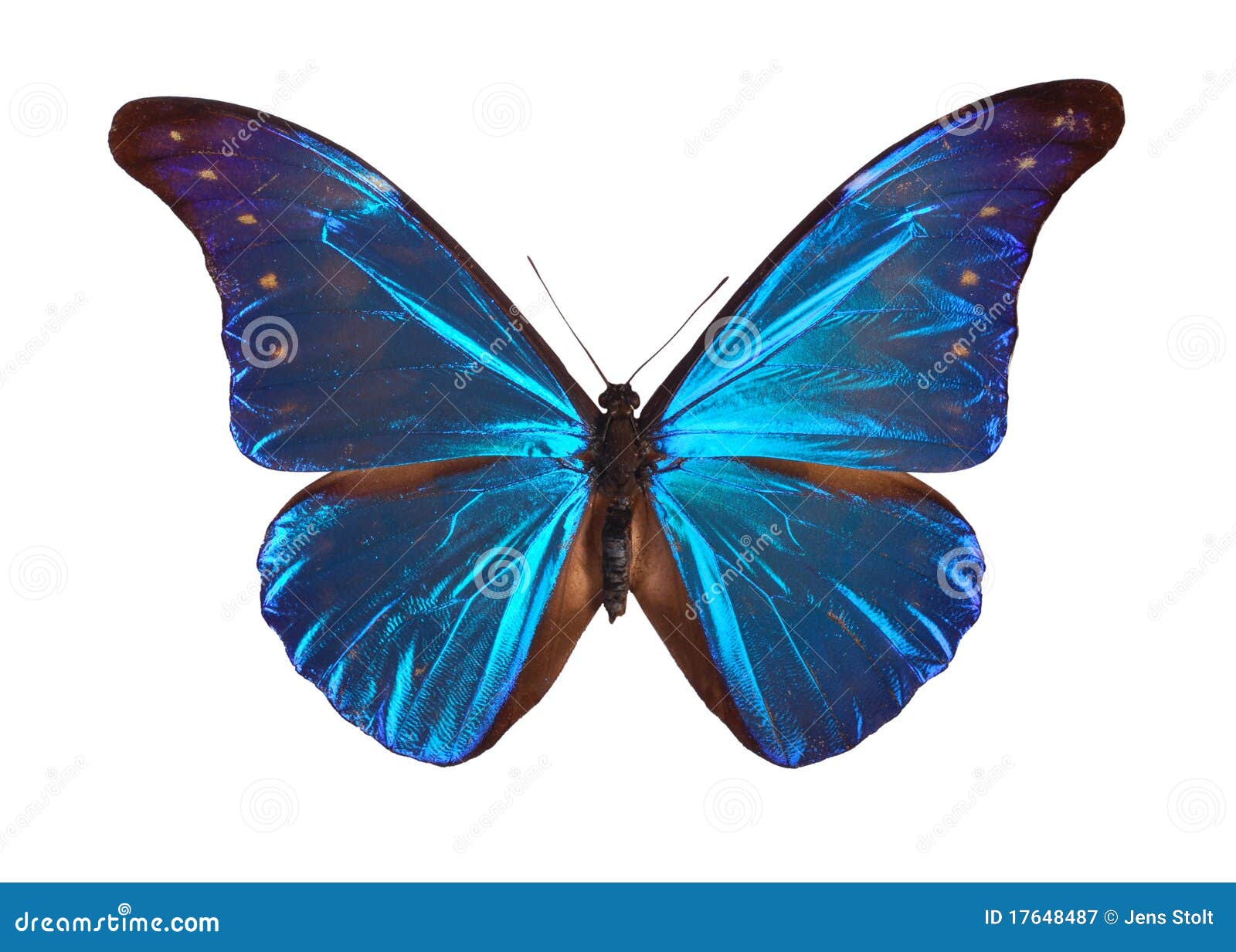 Blue Morpho stock image. Image of morpho, blue, butterfly - 17648487