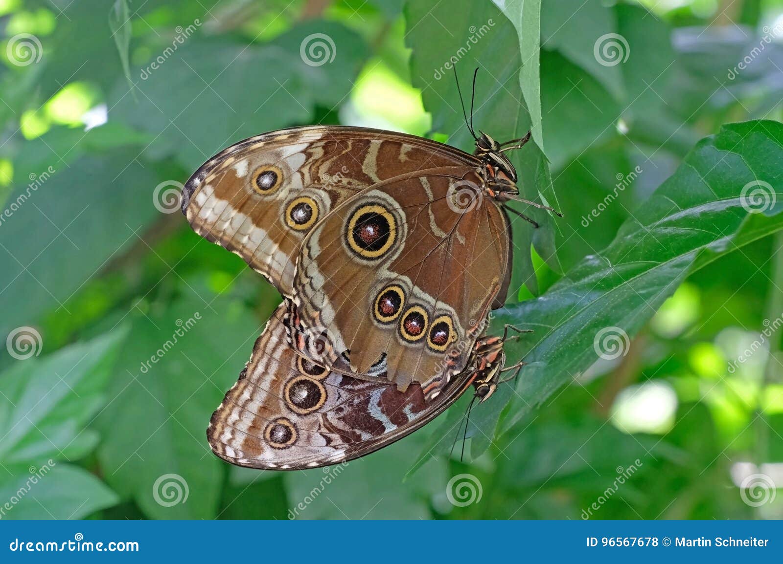 Blue Morpho Butterflies Mating, Morpho Peleides Stock Photo - Image of ...