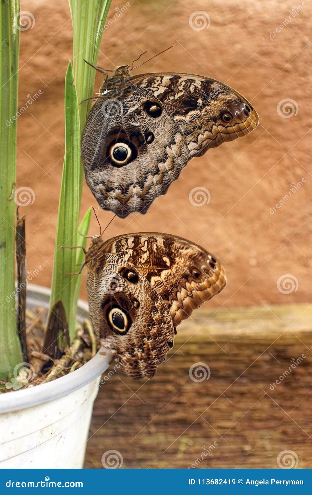 Blue Morpho Butterflies in Mindo, Ecuador Stock Image - Image of ...