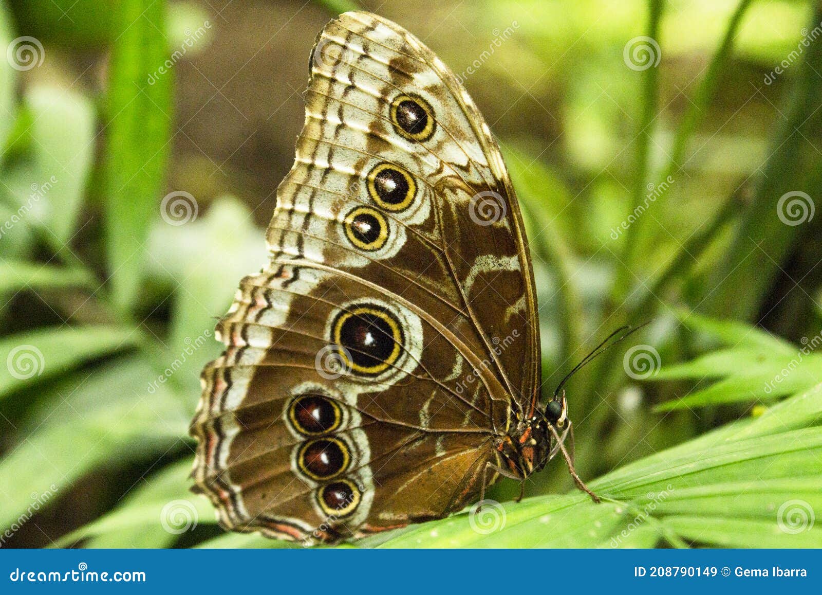 Blue Morpho Butterfly with Closed Wings Stock Image - Image of wing ...