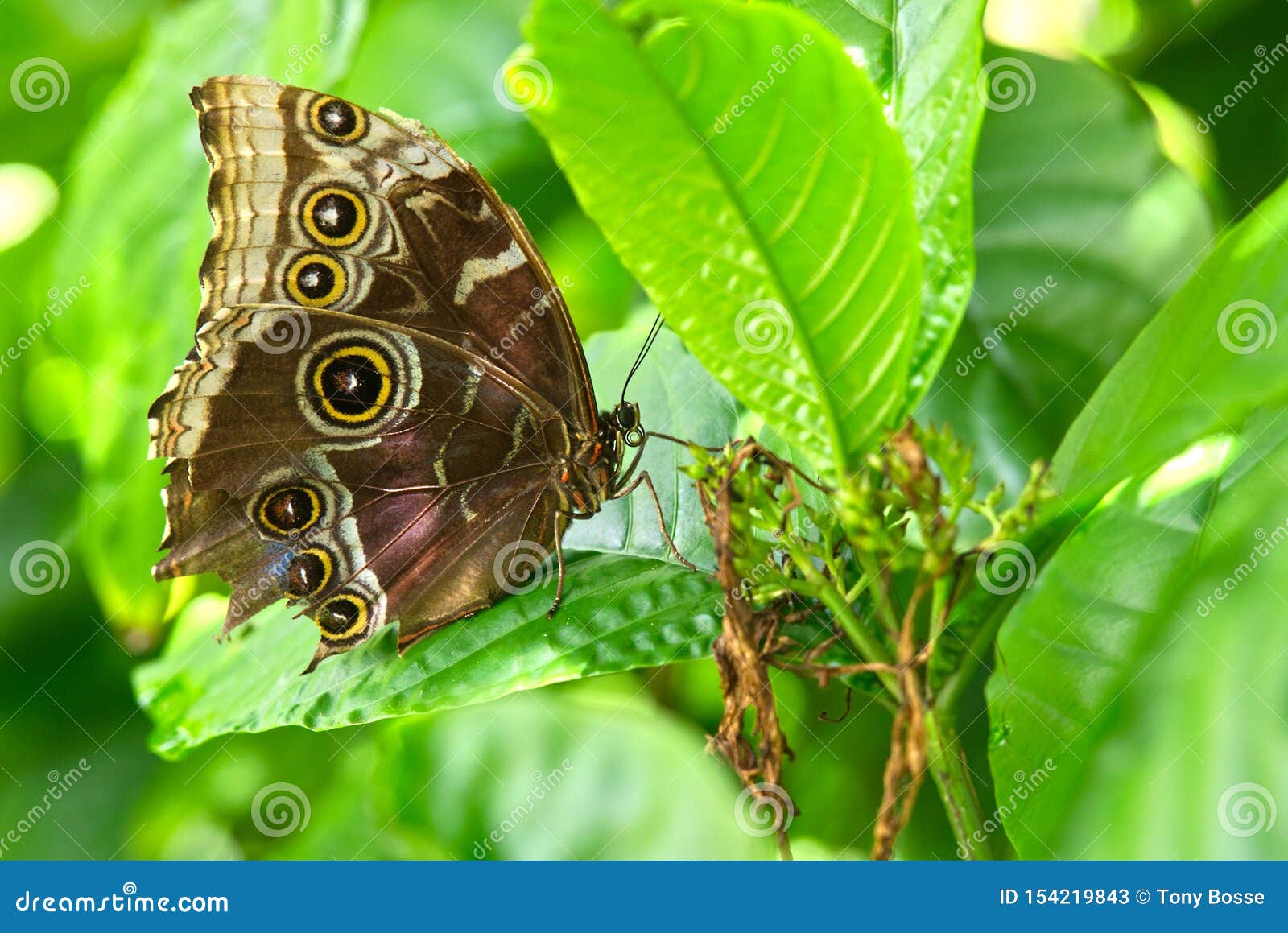 Morpho Stock Photos - Download 6,546 Royalty Free Photos