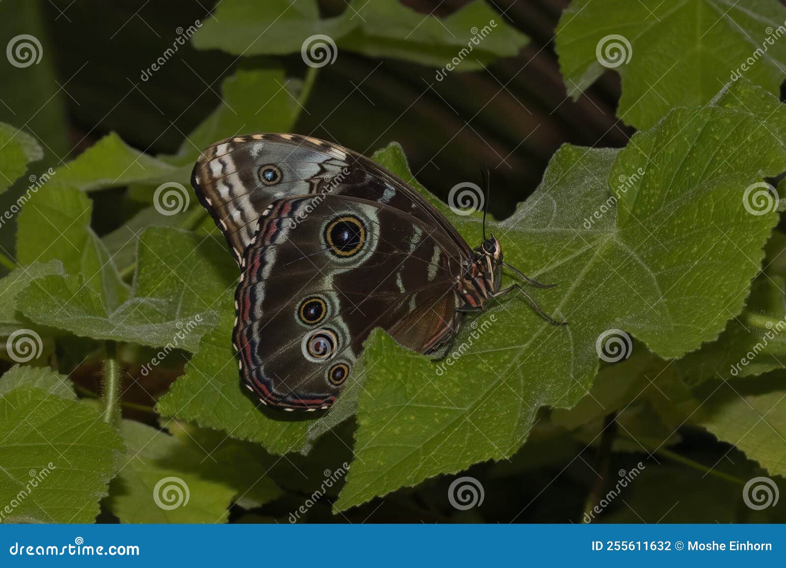 A Blue Morpho Butterfly stock photo. Image of beautiful - 255611632