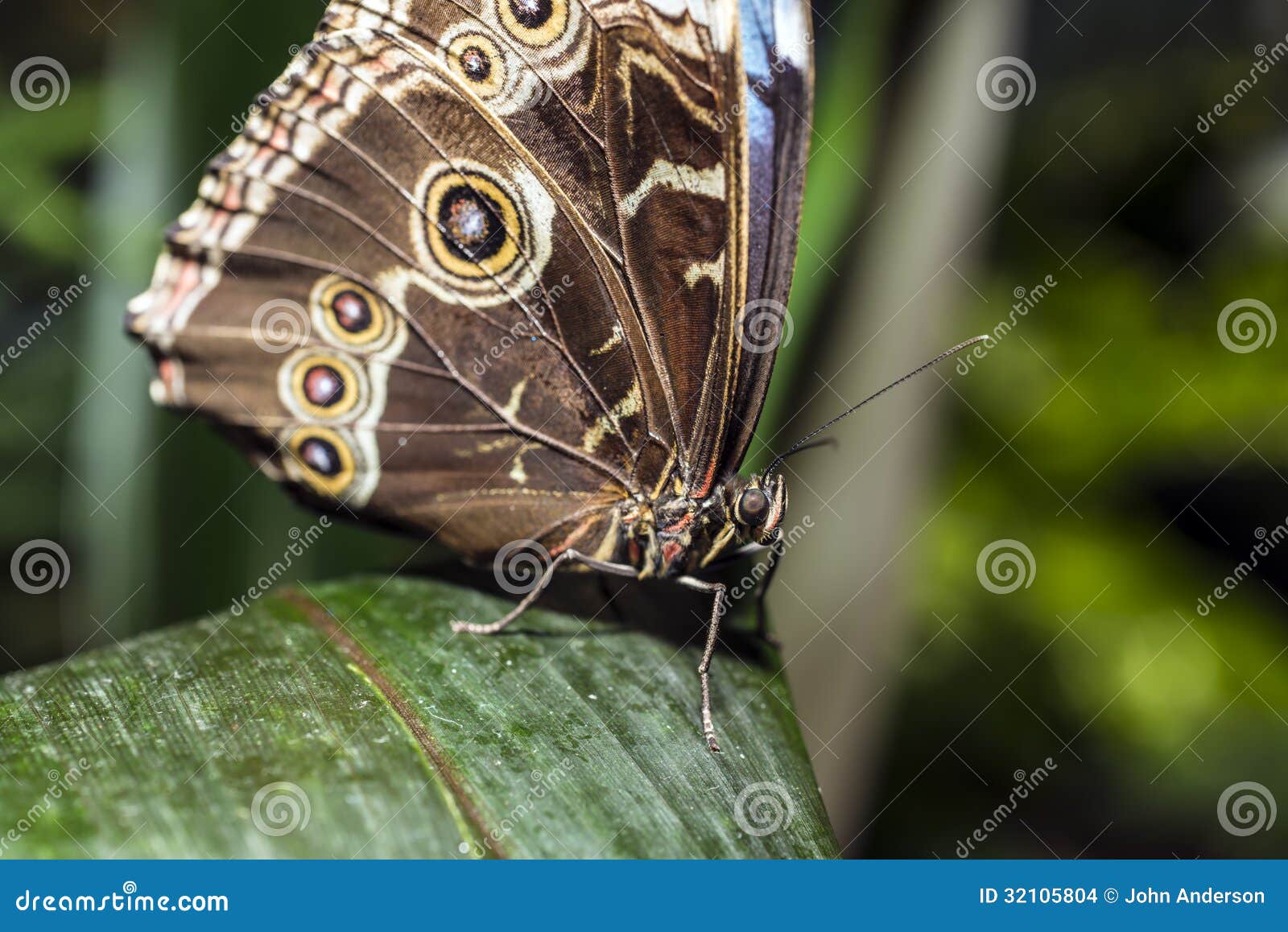Blue Morpho Butterfly stock photo. Image of side, plant - 32105804