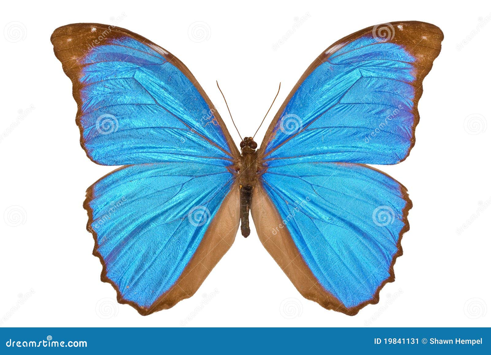 Blue Morpho Butterfly (Menelaus Blue Morpho) Stock Image - Image of ...