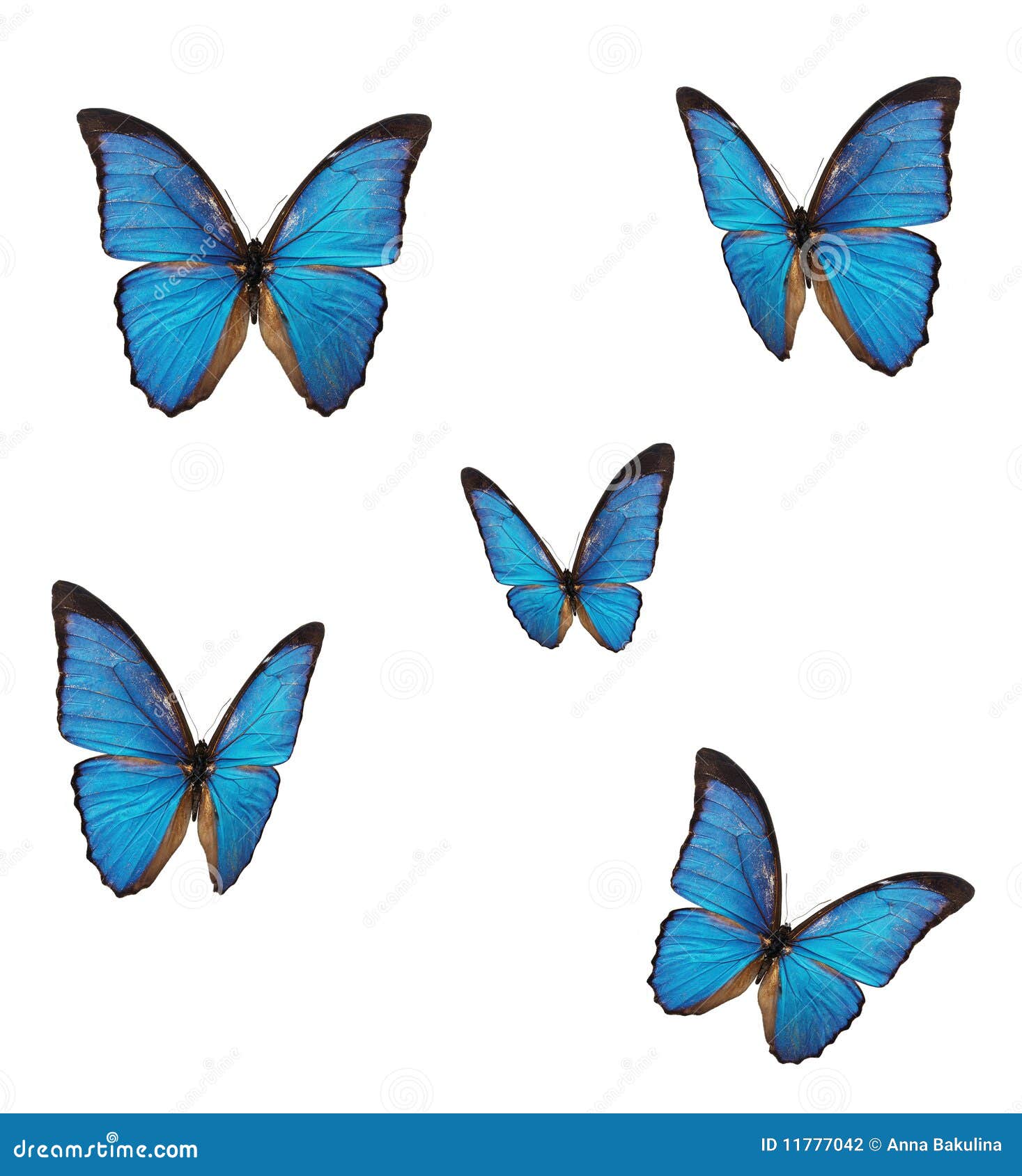 Blue Morpho Butterfly Cartoon Vector | CartoonDealer.com #55547091