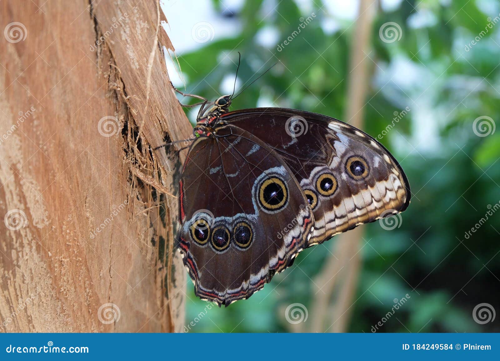 Blue Morpho Butterfly Morpho Peleides Stock Photo - Image of beautiful ...