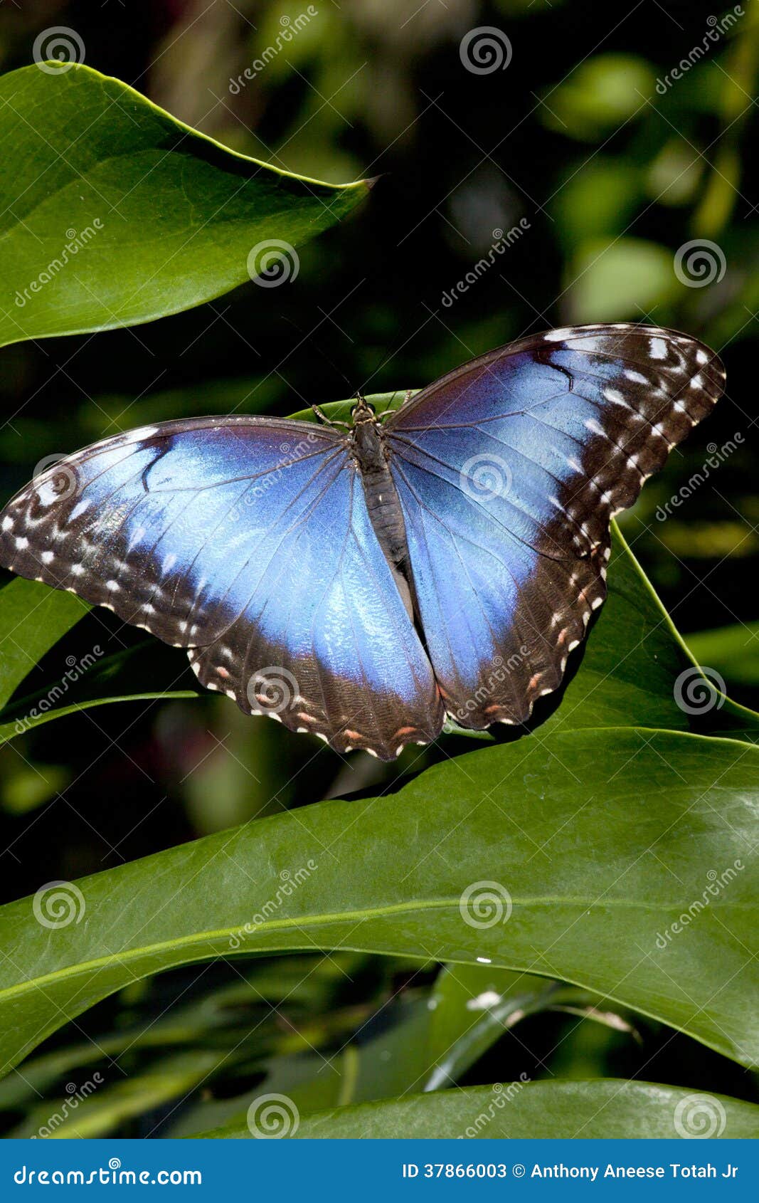 Blue Morpho Butterfly (Morpho Peleides) Stock Image - Image of close ...