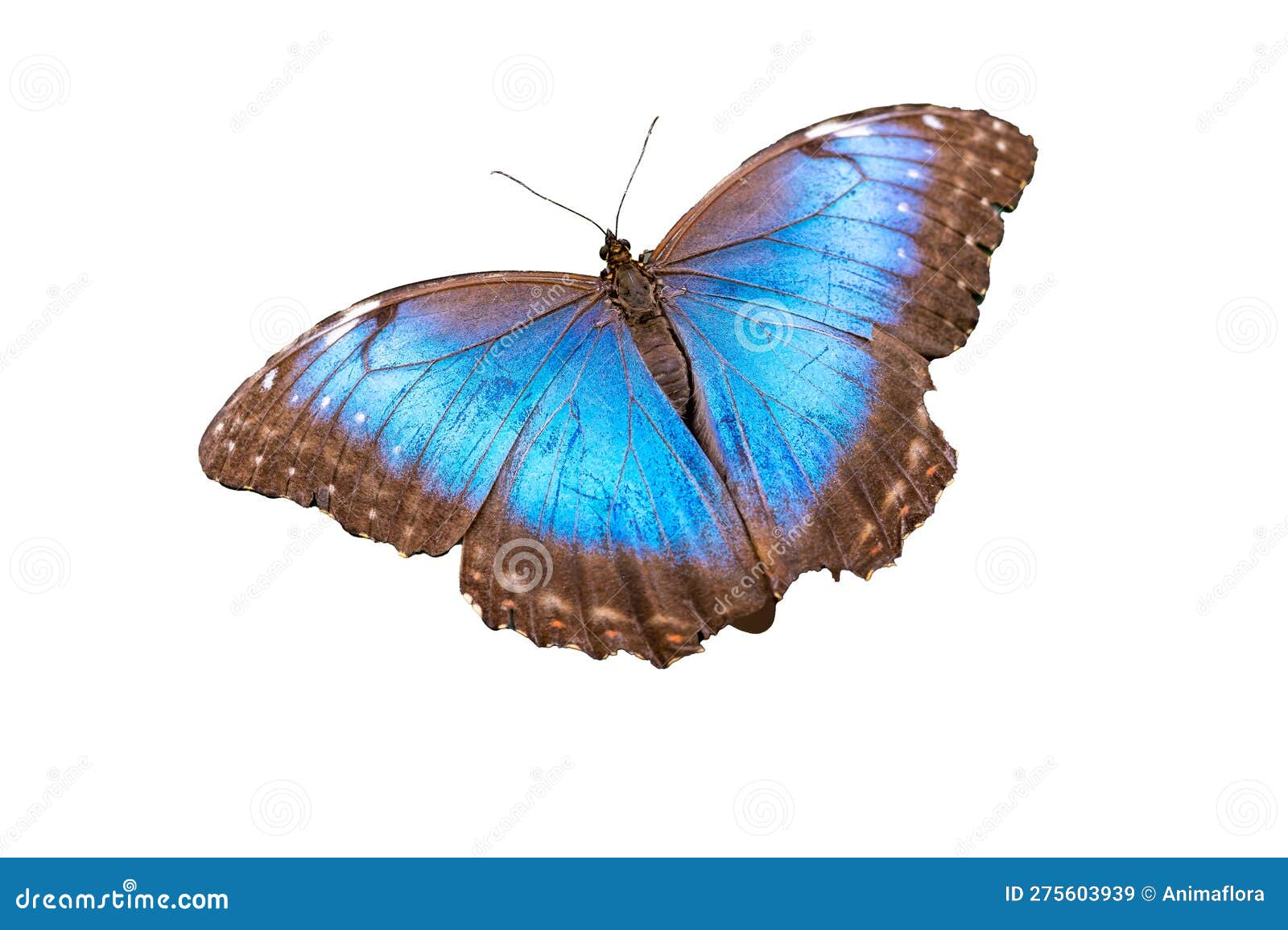Blue Morpho Butterfly Onwhite Background Stock Image - Image of america ...