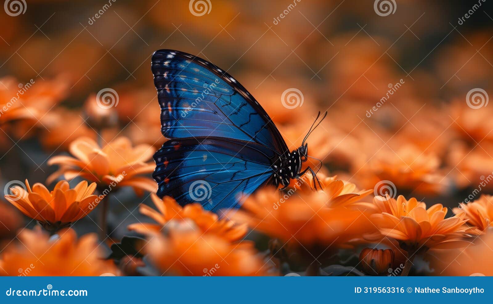 Blue Morpho Butterfly on Orange Flower Stock Illustration ...