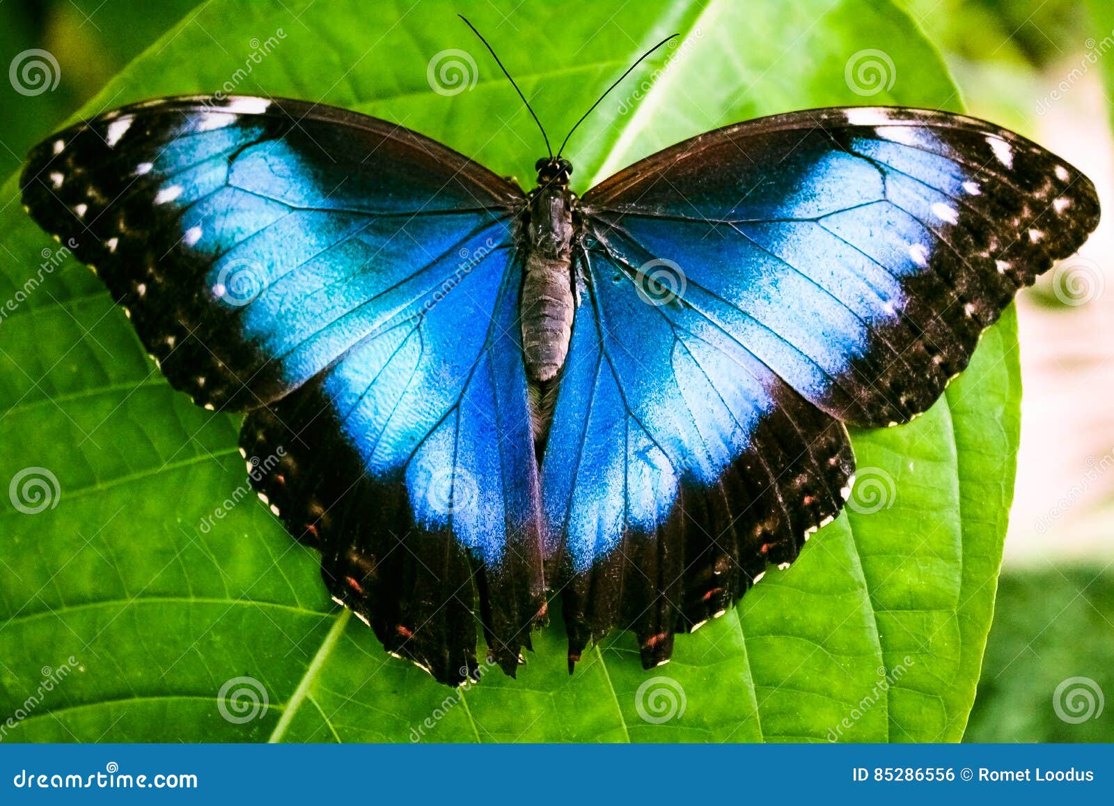 Blue Morpho Butterfly stock photo. Image of butterfly - 85286556