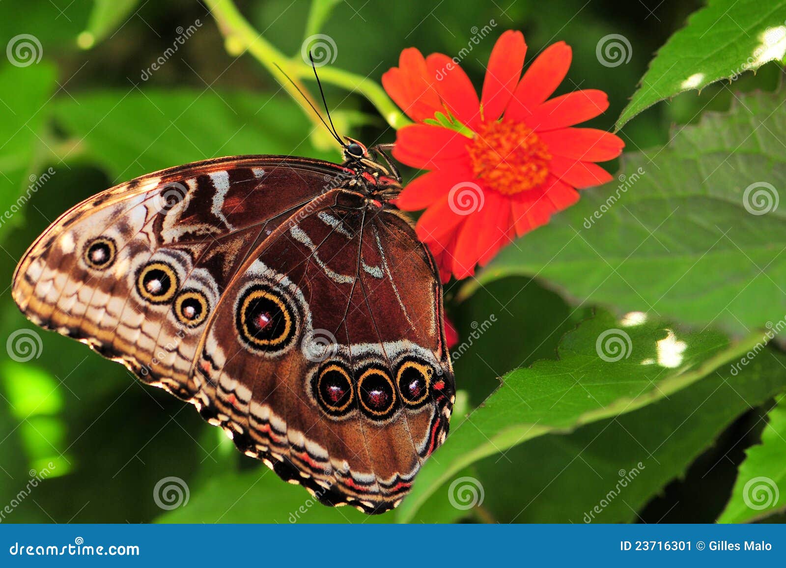 Blue Morpho Butterfly (Under Side) Stock Image - Image of butterflies ...