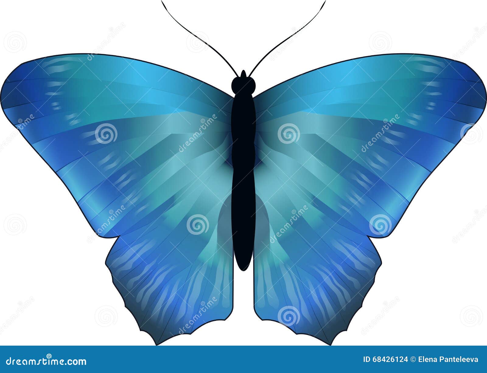 Blue Morpho Butterfly, Vector Stock Vector - Illustration of amazon ...