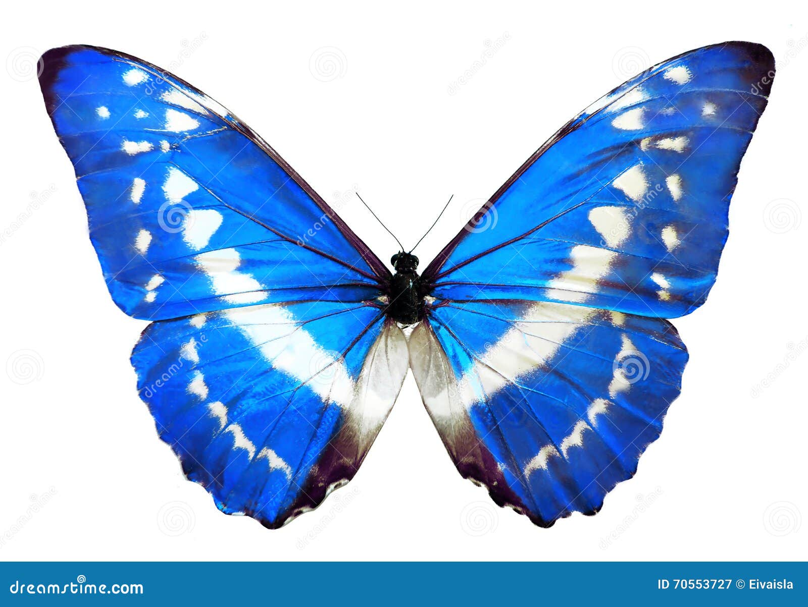 Blue Morpho Helena Butterfly Stock Image - Image of daisy, insect: 70553727