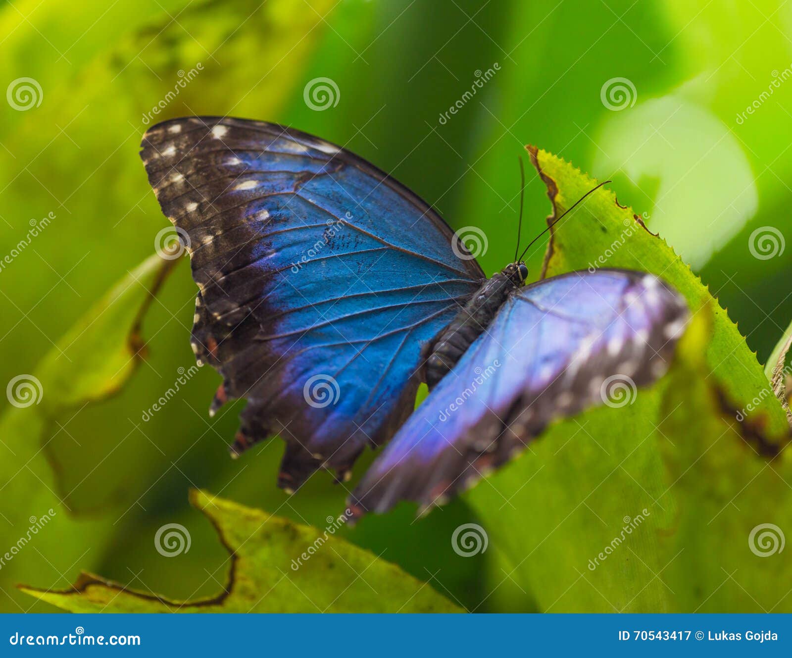 Blue Morpho (morpho Peleides) on Green Nature Background. Stock Image ...