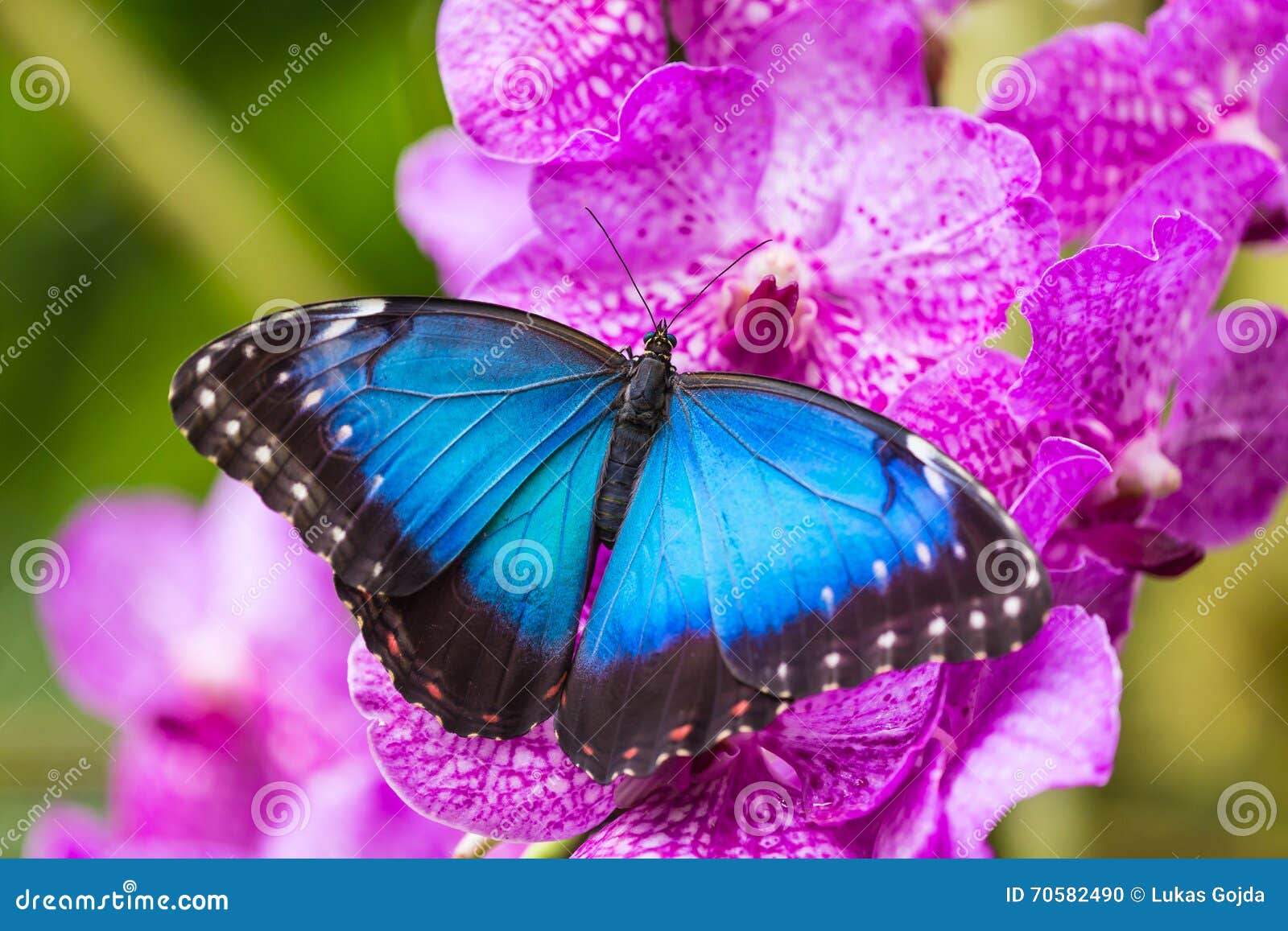 Blue Morpho (morpho Peleides) on Green Nature Background. Stock Photo ...