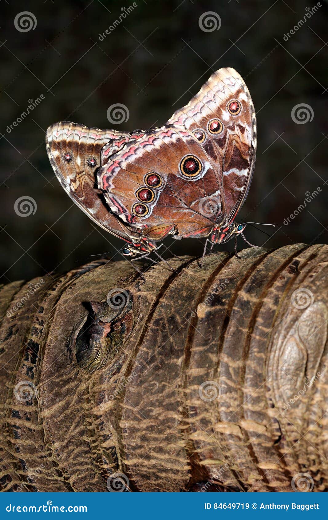 Blue Morpho Morpho Peleides Tropical Butterflies Mating Stock Image ...