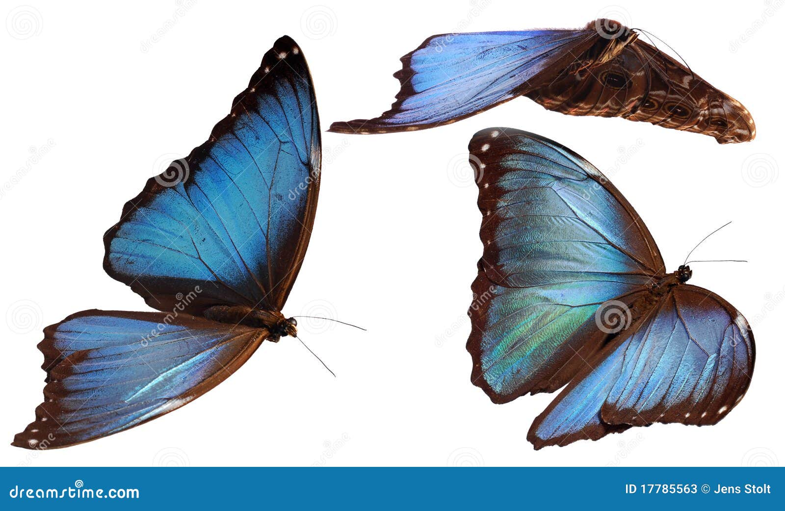 Blue morphos stock image. Image of tropical, floral, plant - 17785563