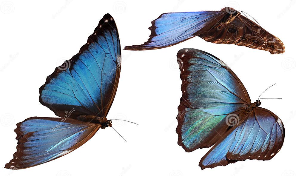 Blue morphos stock image. Image of tropical, floral, plant - 17785563