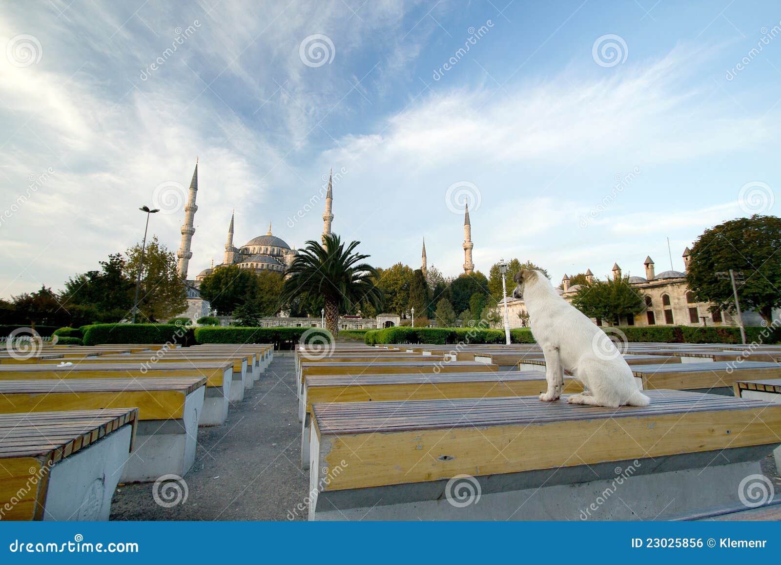 Blue Mosque Wit Dog in Front, Istanbul, Turkey Stock Photo - Image of ...