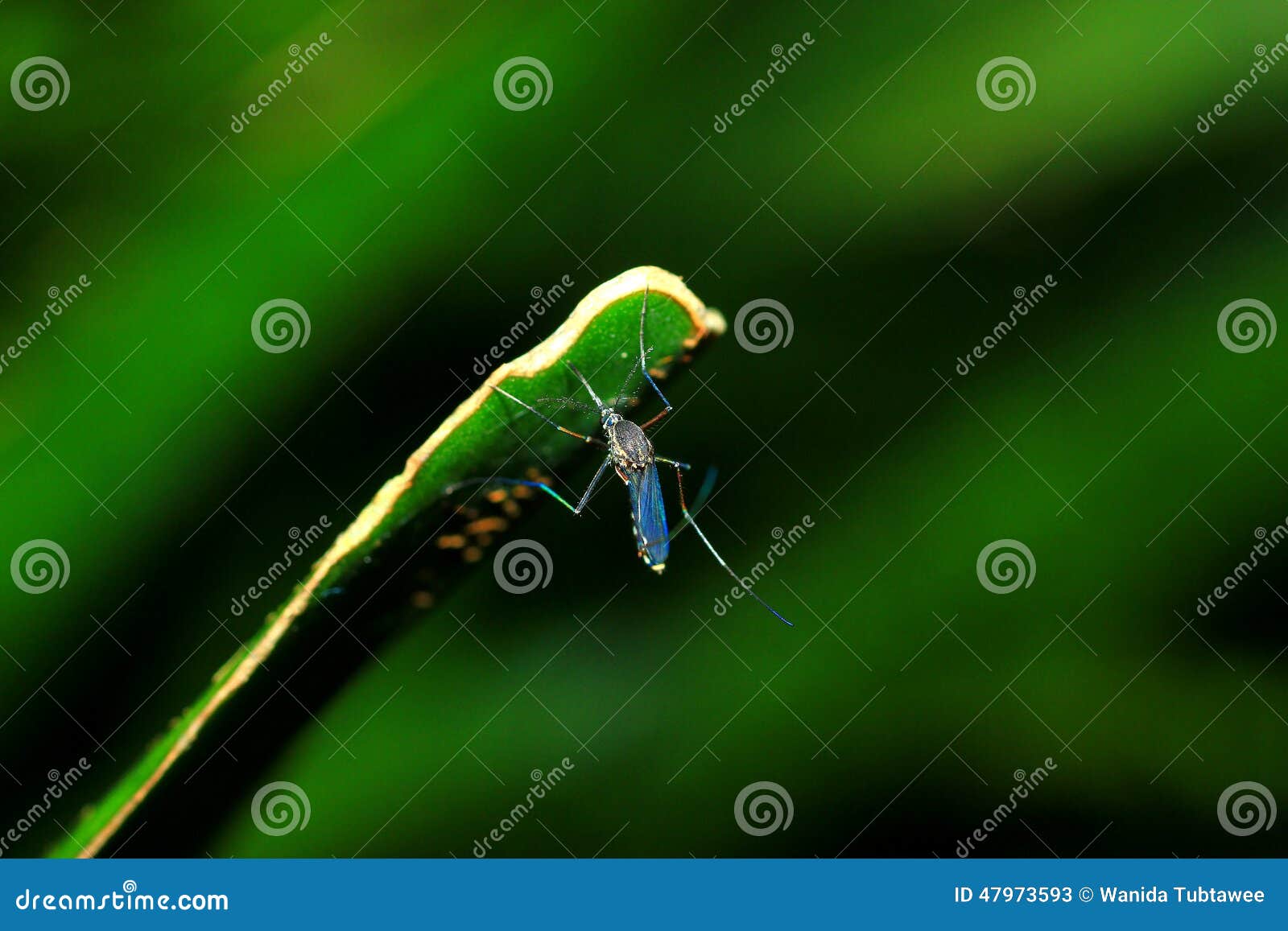 Blue mosquitoes stock image. Image of alabaster, passionate - 47973593