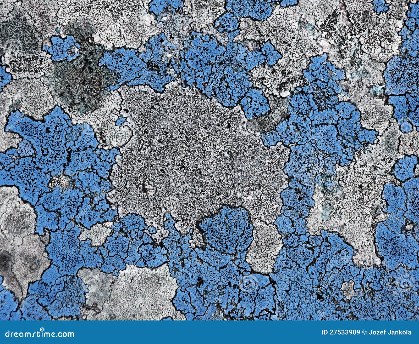 Blue moss stock image. Image of national, backdrop, detailed - 27533909