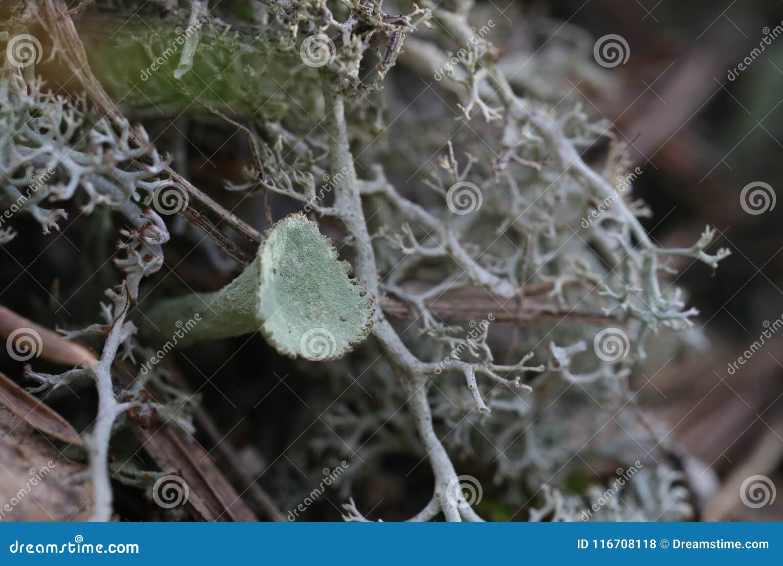 Blue Moss Looking Like Tube Sponge in a Deep Forest. Spring. Macro ...