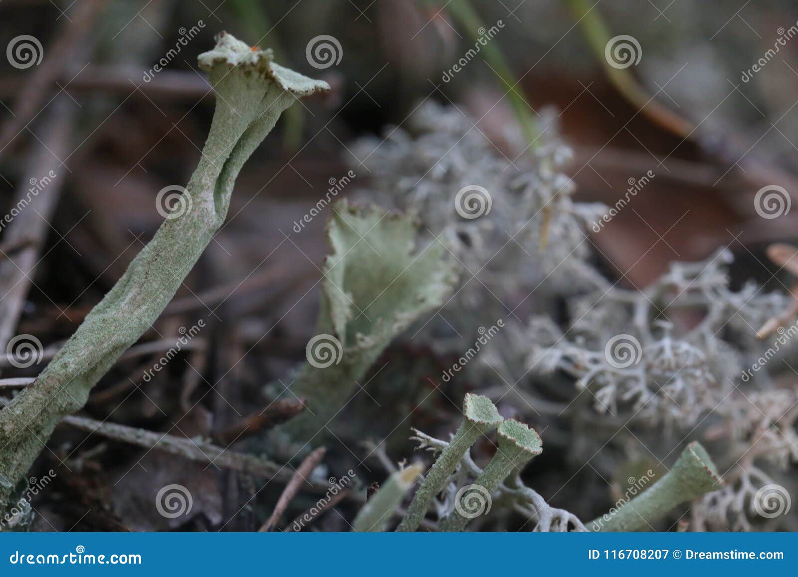 Blue Moss Looking Like Tube Sponge in a Deep Forest. Spring. Macro ...