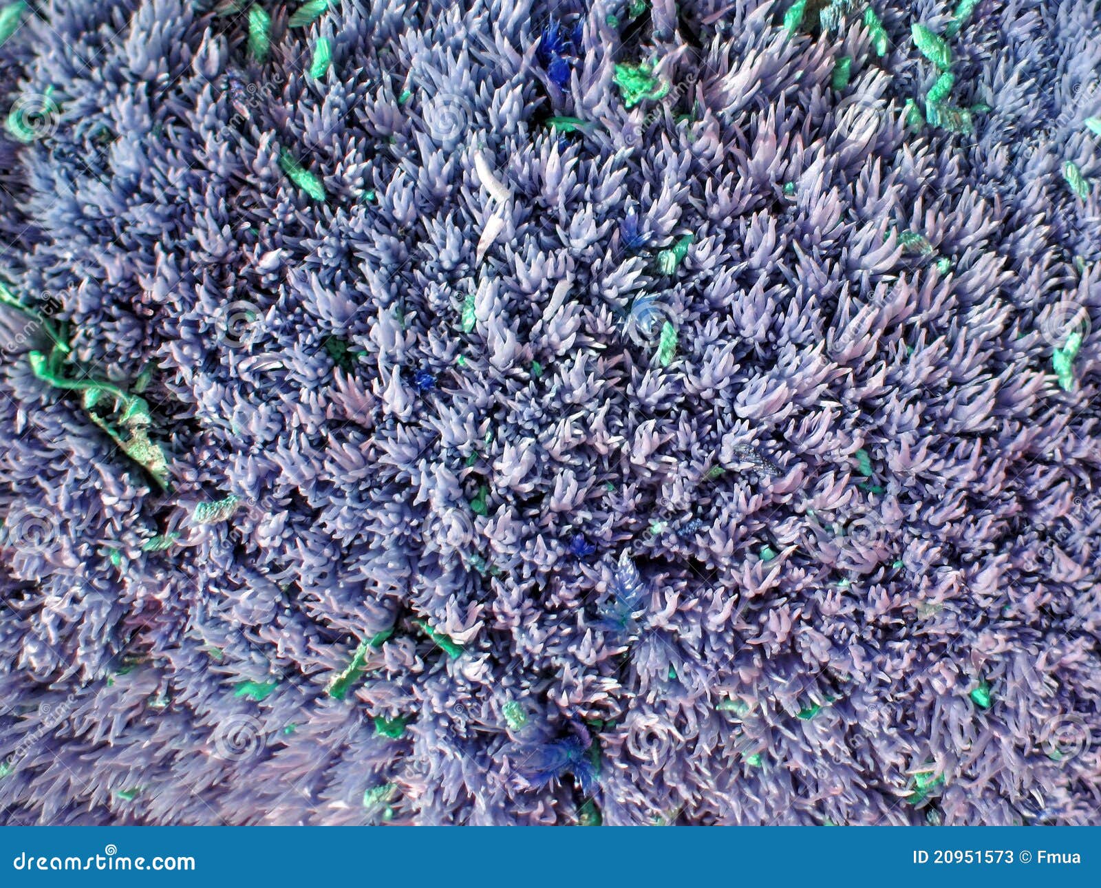 Blue Moss Texture Closeup, Nature Details, Stock Image - Image of ...