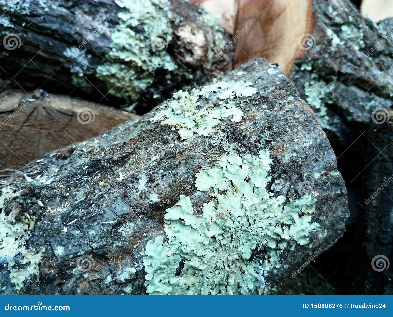 Blue moss on wood log stock photo. Image of moisture - 150808276