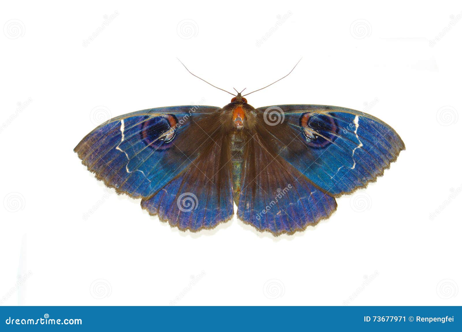 1,253 Blue Moths Stock Photos - Free & Royalty-Free Stock Photos from ...