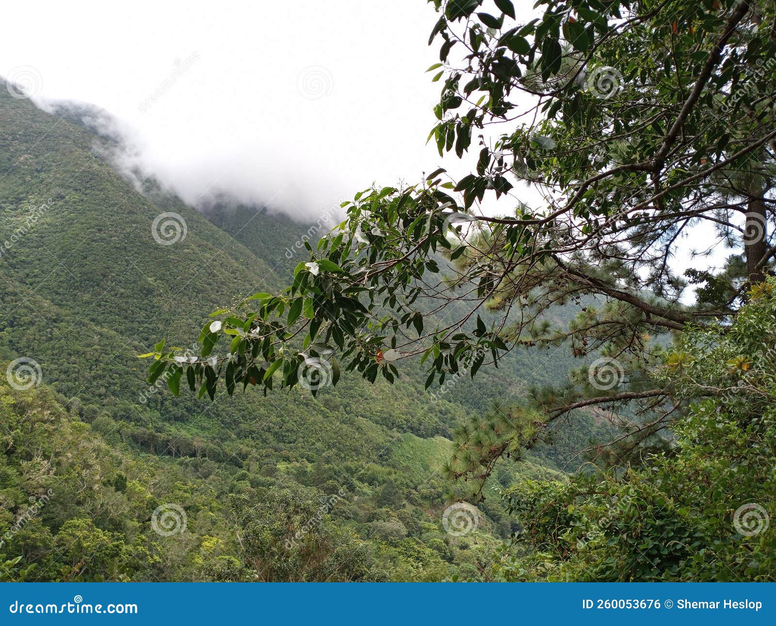 Blue Mountain Clouds,Trees and Plants Stock Photo - Image of ...