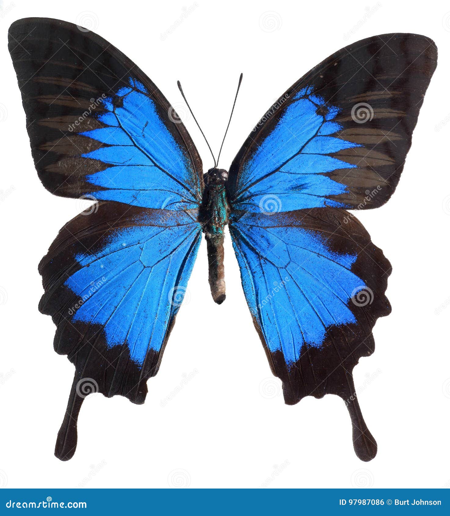 Blue Mountain Swallowtail Butterfly Stock Photo - Image of animal ...