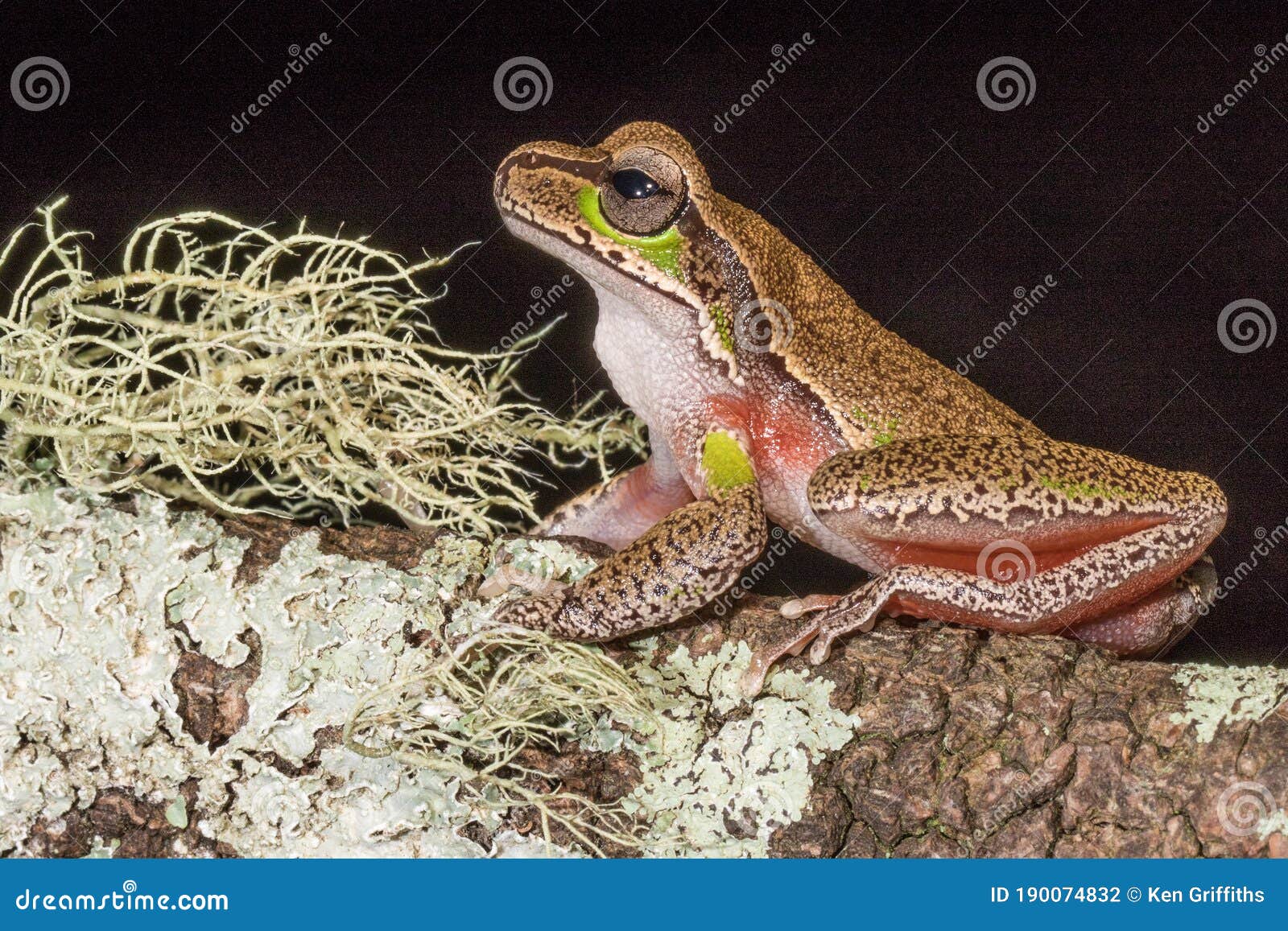 Blue Mountains Tree Frog stock photo. Image of nocturnal - 190074832