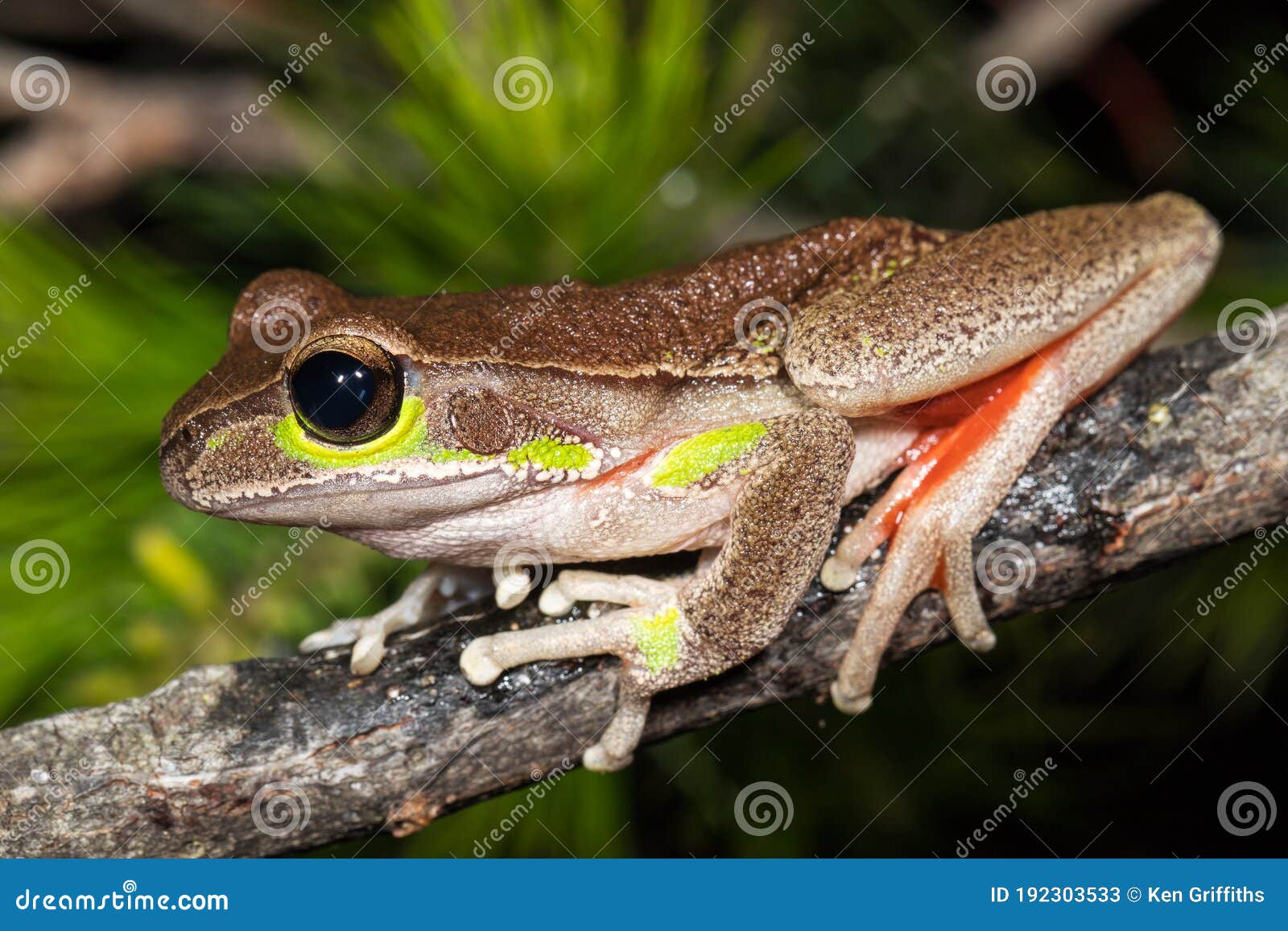 Blue Mountains Tree Frog stock image. Image of australia - 192303533