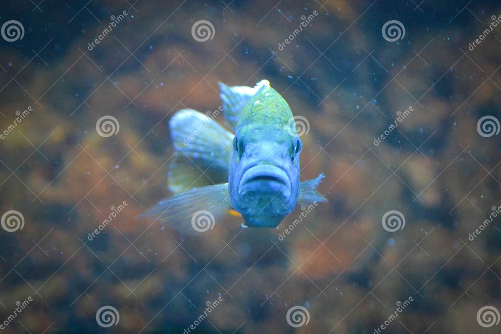 Blue Mouthbrooder Fish - Front View Stock Photo - Image of rocks ...