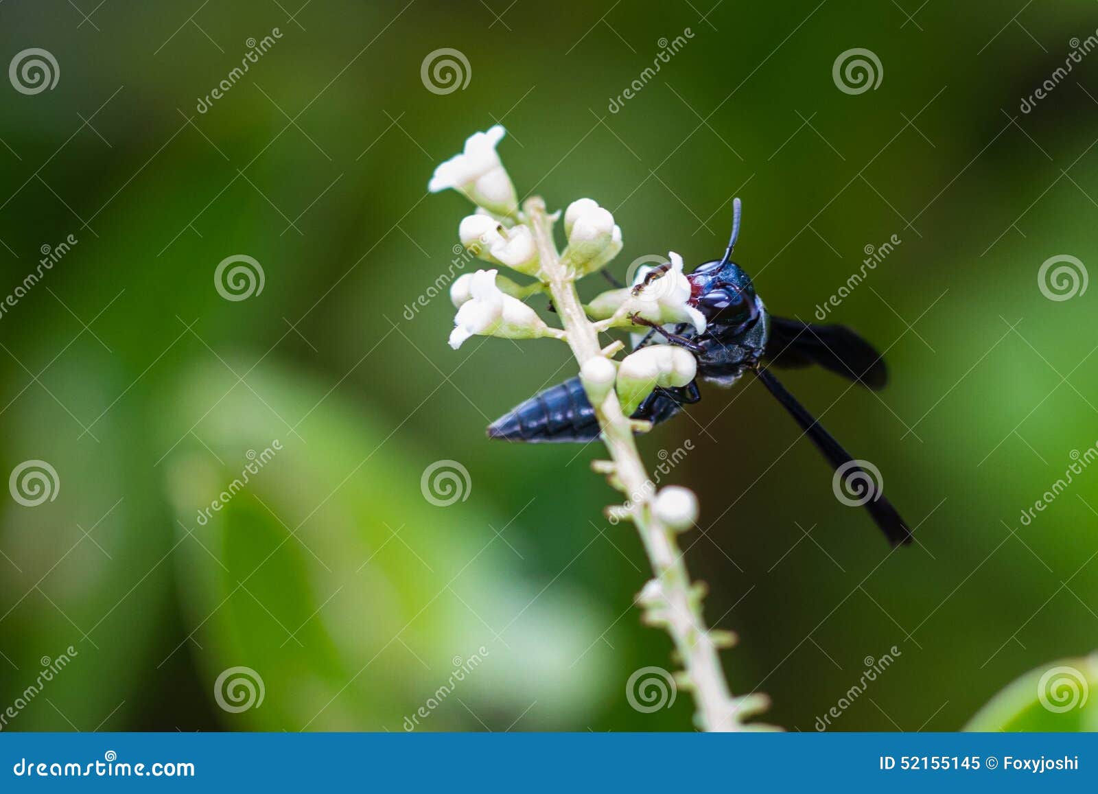 Blue Mud Dauber Wasp stock image. Image of drinking, blue - 52155145