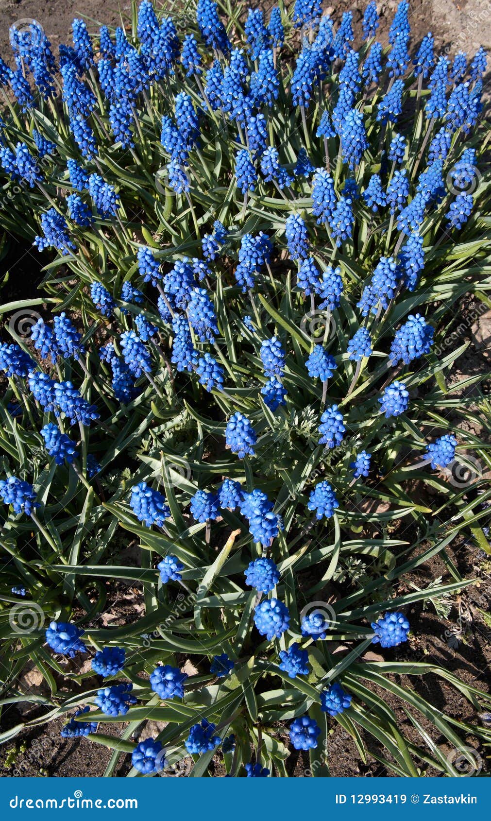 Blue Muscari stock image. Image of spring, blooming, flowers - 12993419