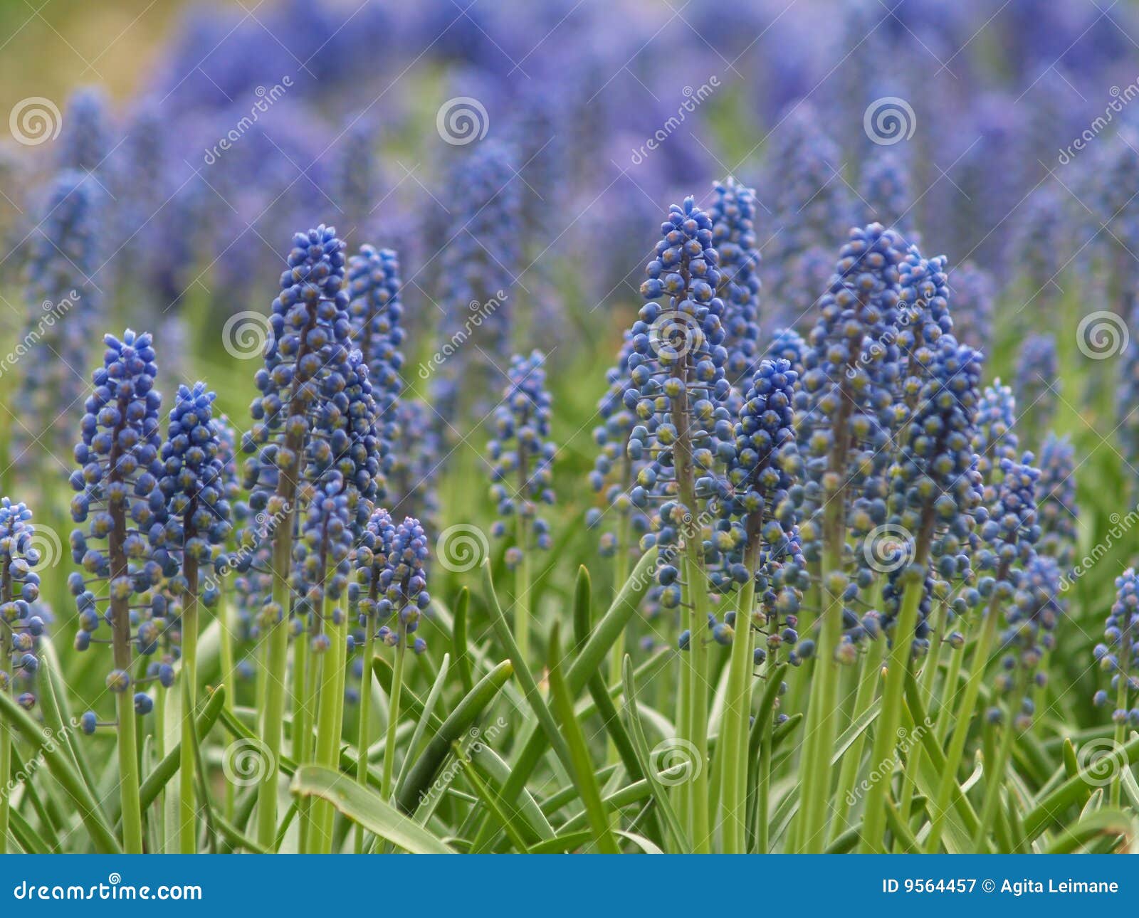 Blue muscari bacground stock image. Image of muscari, flowers - 9564457