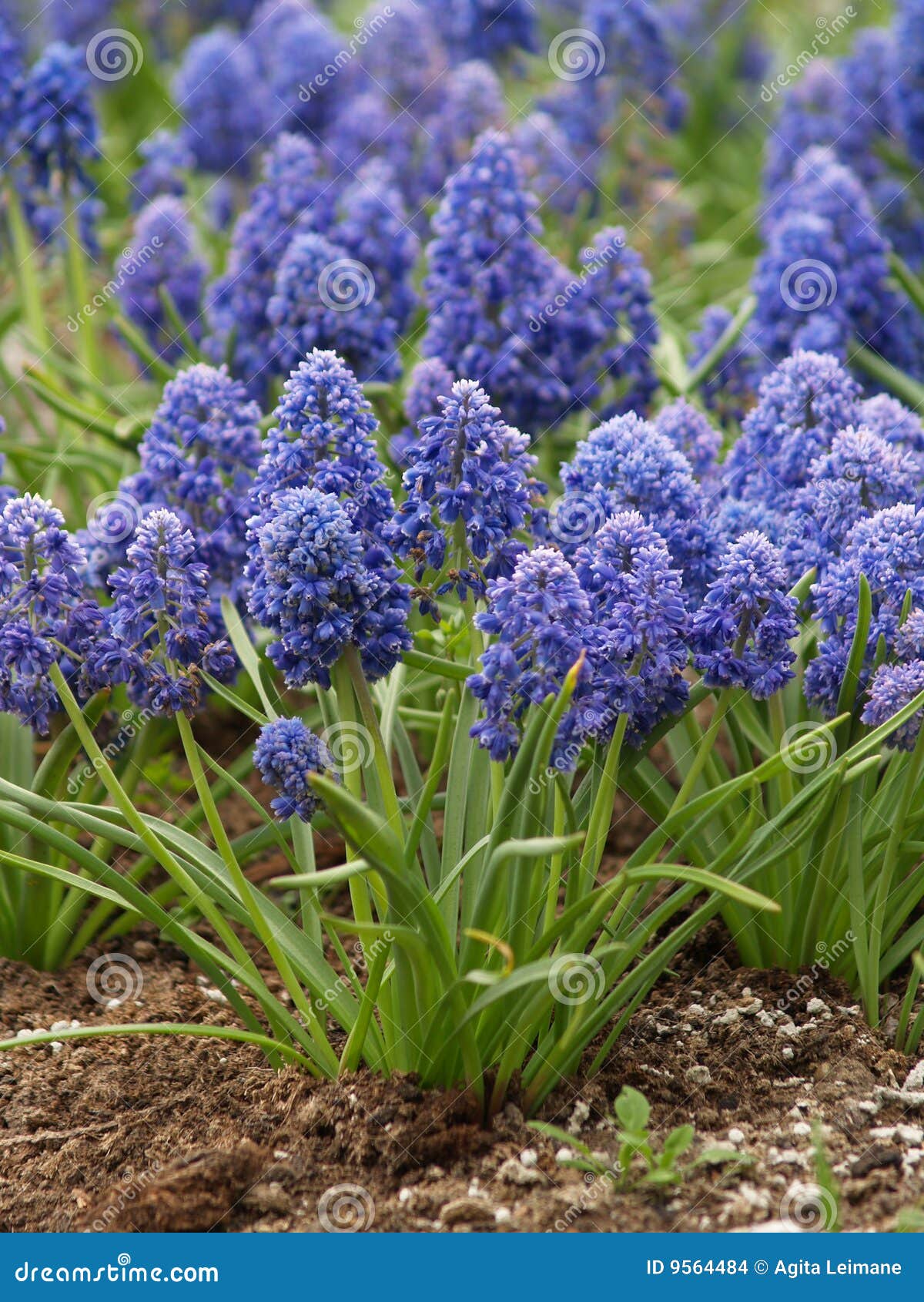 Blue muscari bacground stock photo. Image of muscari, nature - 9564484