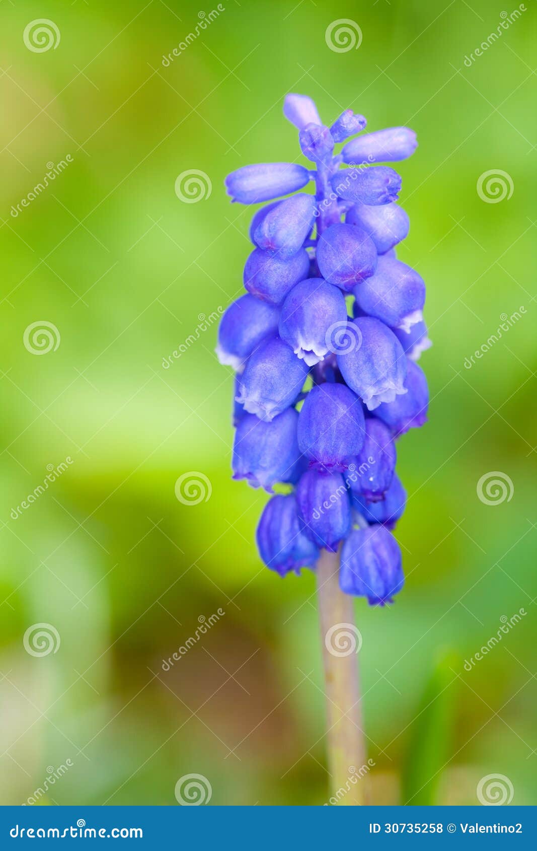 Blue muscari stock photo. Image of blossom, park, flora - 30735258