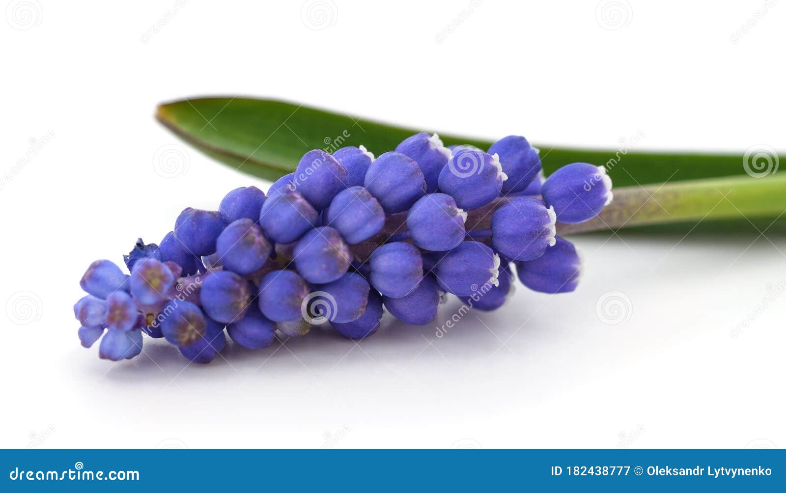 Blue muscari flower stock image. Image of drop, bell - 182438777