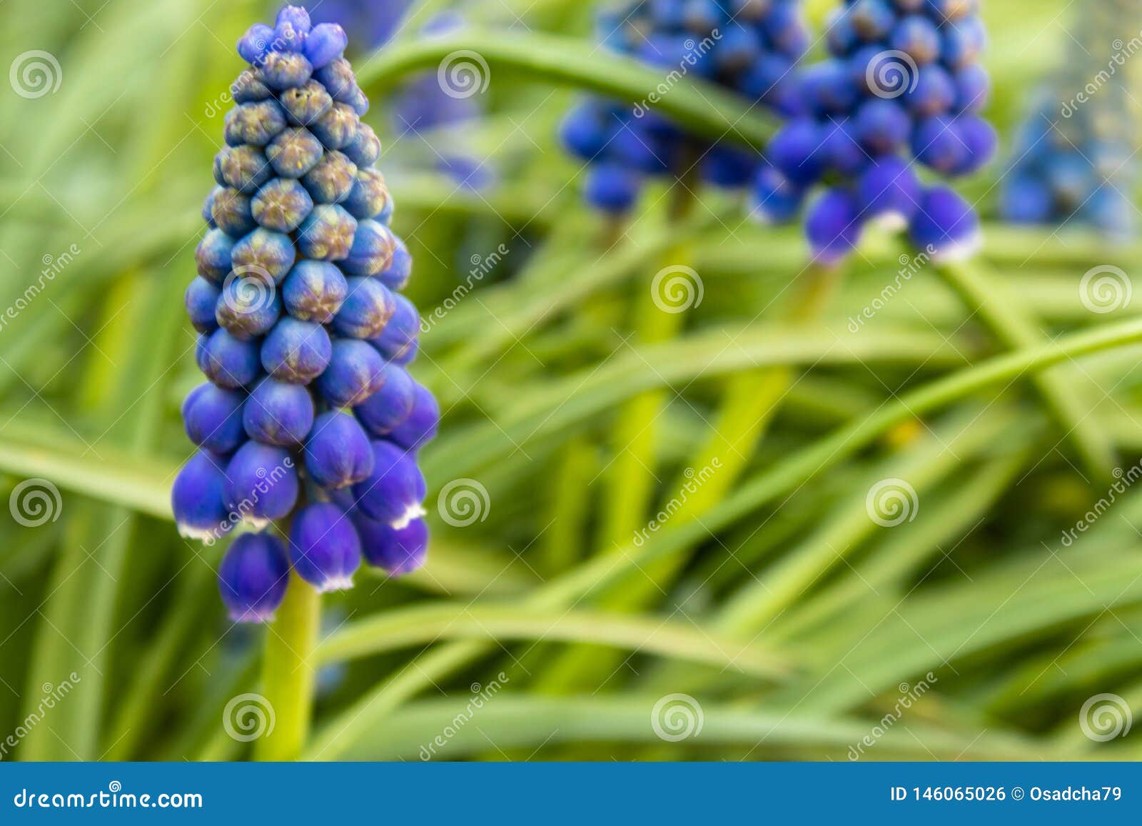 Blue Muscari Flower, Small Spring Bells. Soft Focus Stock Photo - Image ...