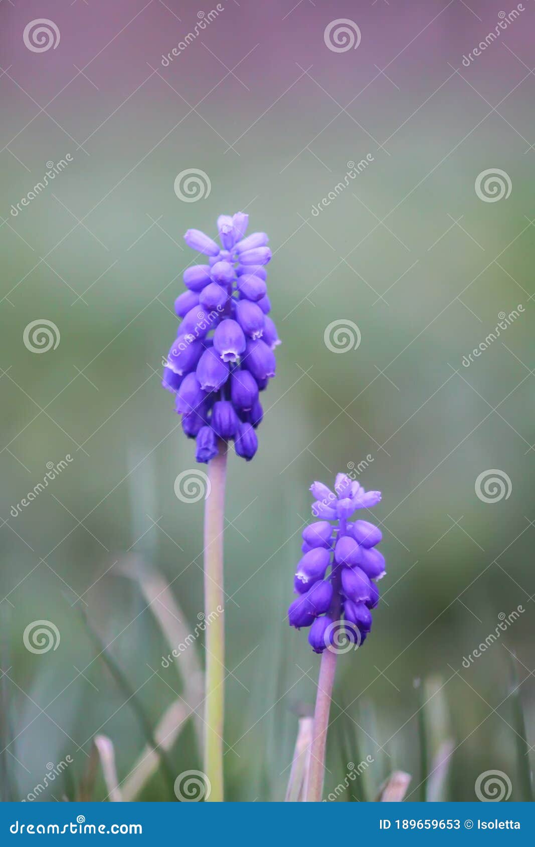 Blue muscari flowers stock image. Image of keukenhof - 189659653