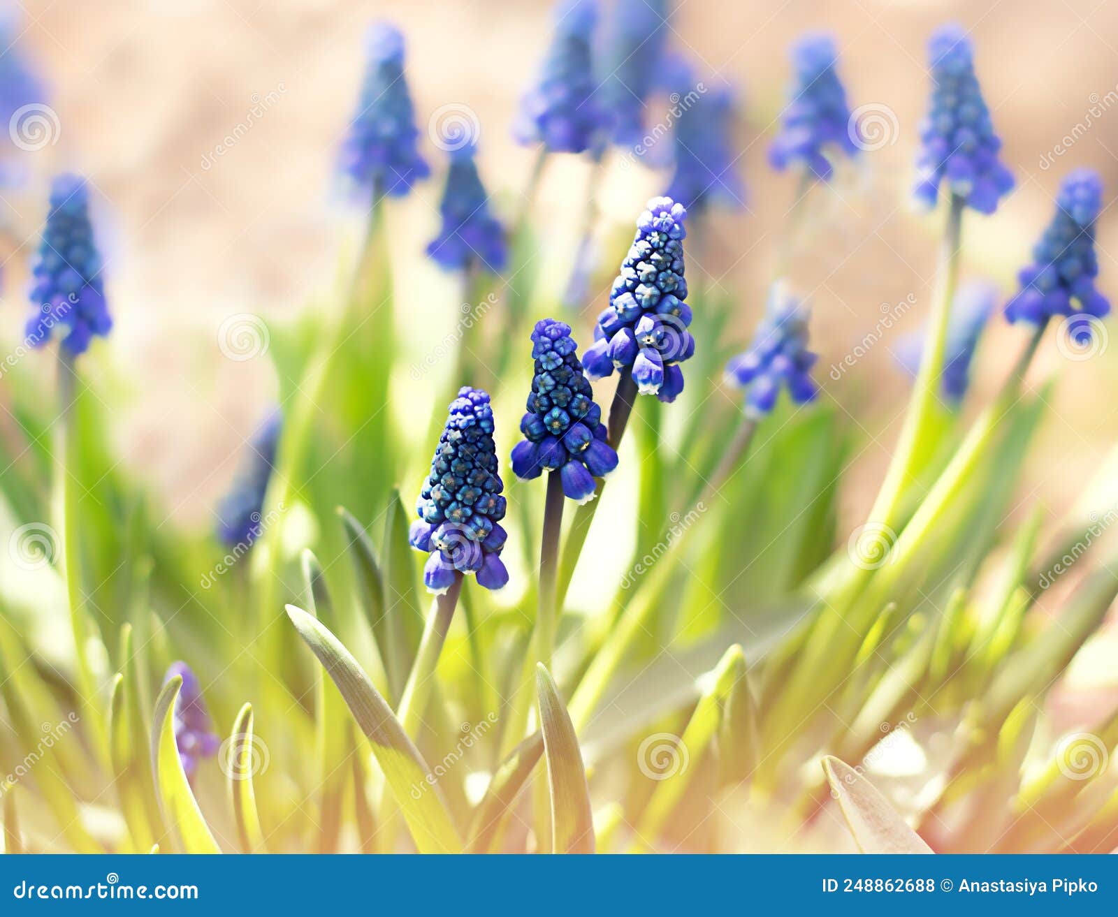 Blue Muscari with Green Leaves on a Bright Background Stock Photo ...
