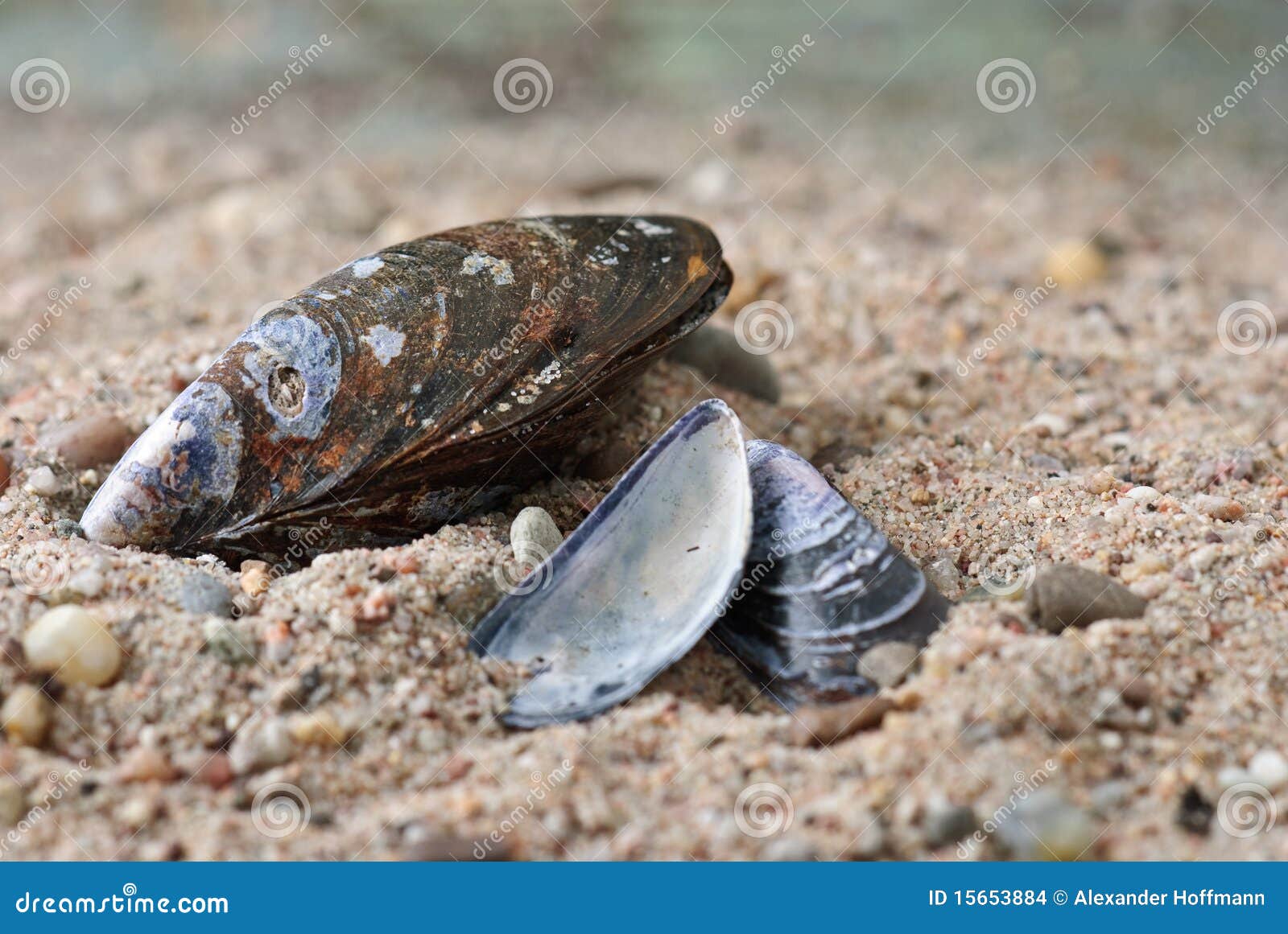 Blue mussel stock photo. Image of shells, ocean, coast - 15653884