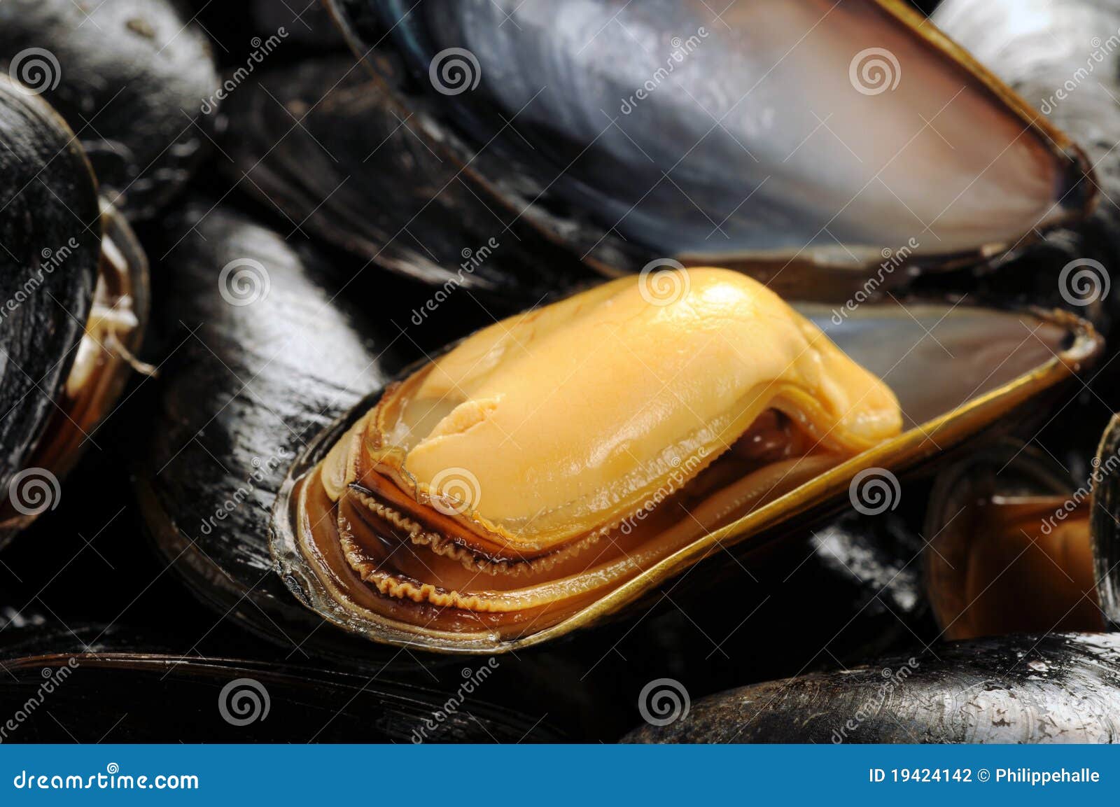 Blue mussel stock photo. Image of edulis, merchant, fish - 19424142
