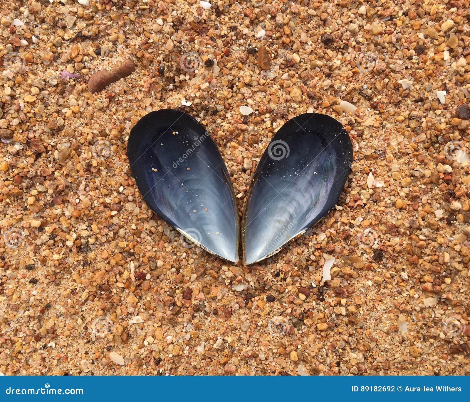 Blue mussel heart stock photo. Image of shell, love, mussel - 89182692