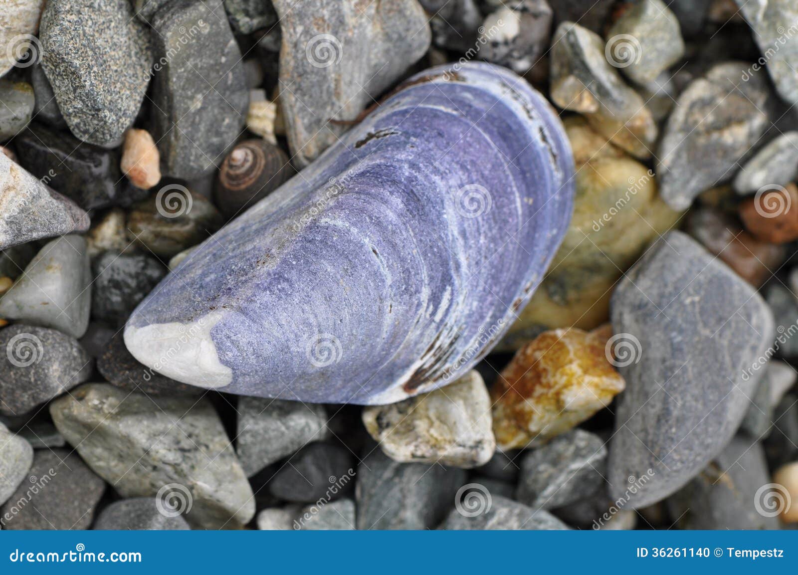 Blue Mussel stock photo. Image of still, life, mollusk - 36261140