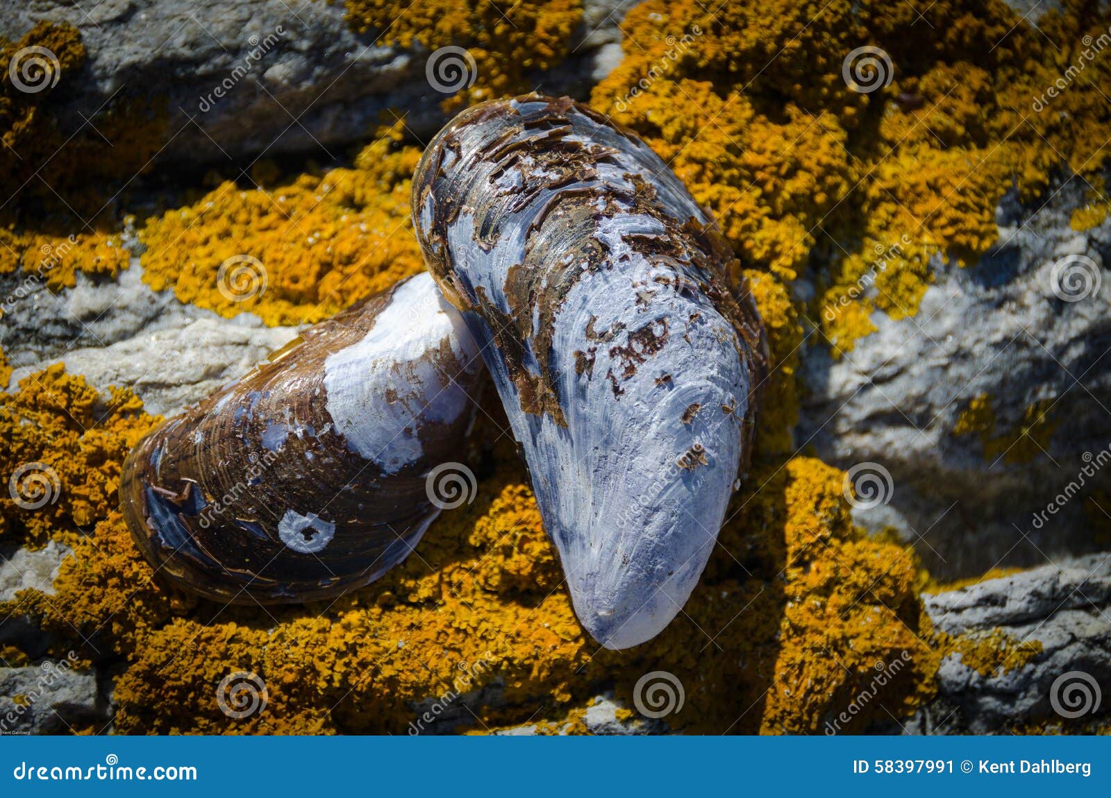 Swedish Westcoas Stock Photos - Free & Royalty-Free Stock Photos from ...